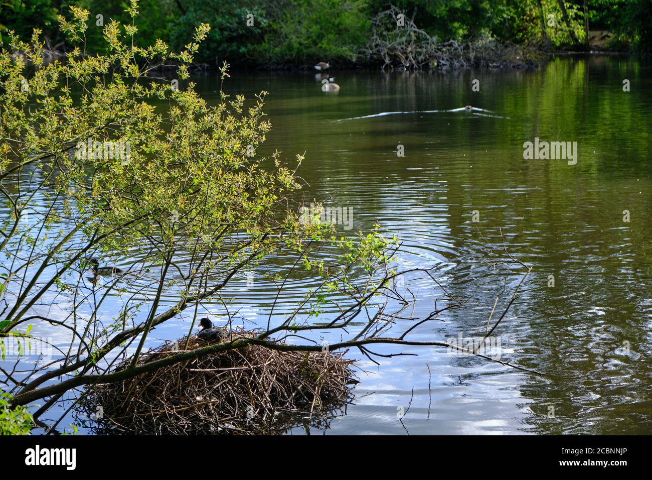 Greenhill Gardens, a public park in New Barnet, London, UK. It is an ...
