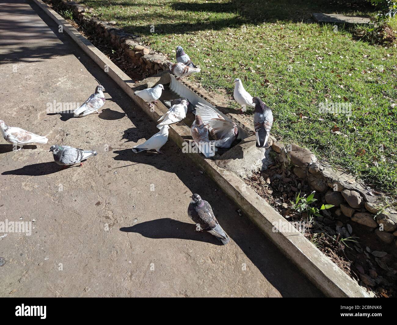 Flock of stock doves eating food at daytime Stock Photo - Alamy