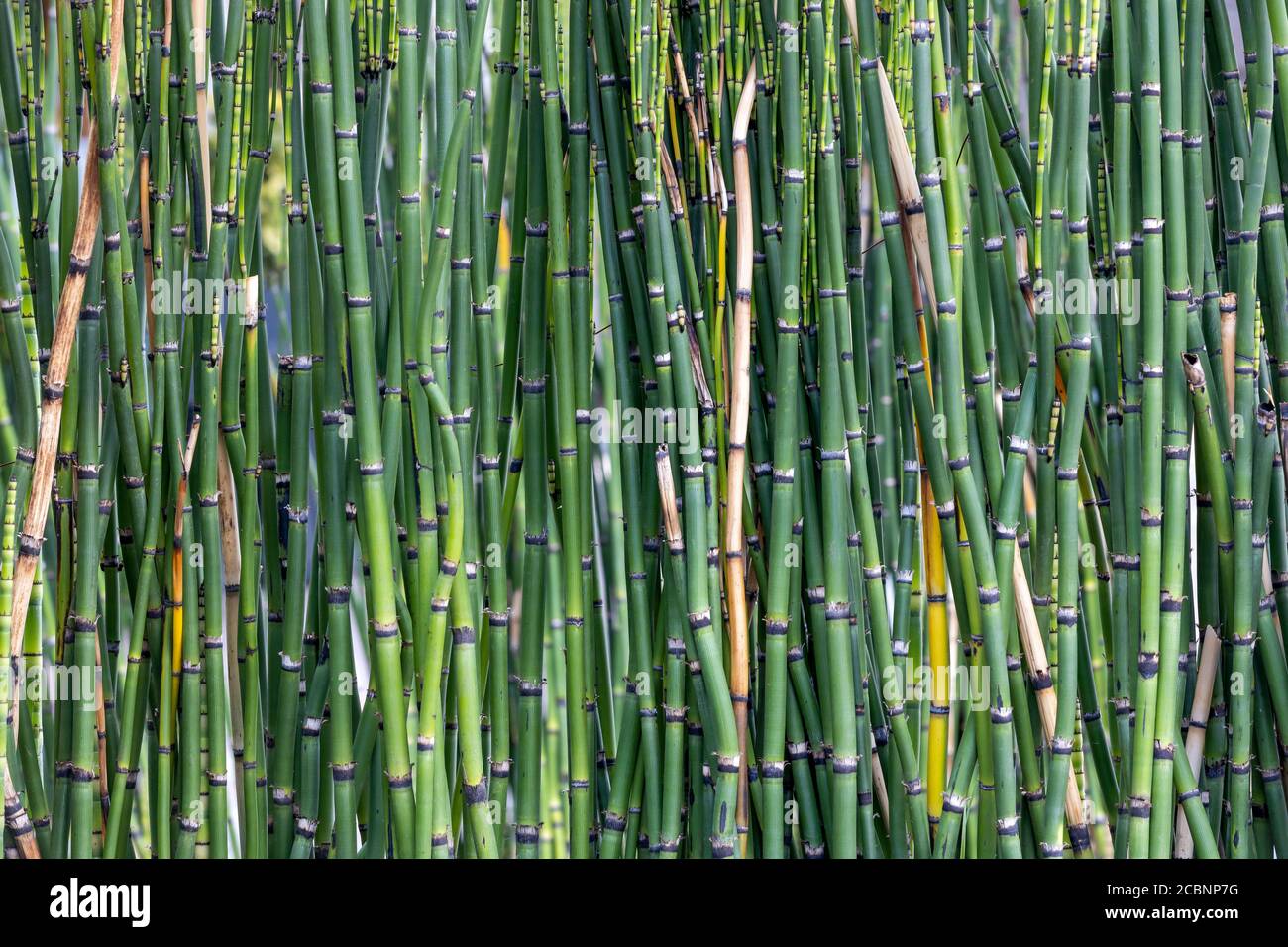 ornamental bamboo garden plants, relaxing background Stock Photo - Alamy