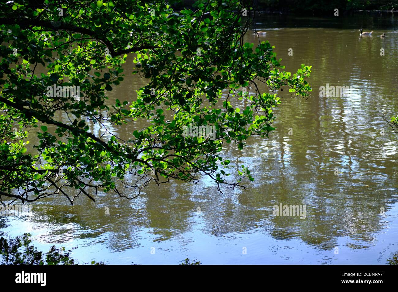 Greenhill Gardens, a public park in New Barnet, London, UK. It is an ...