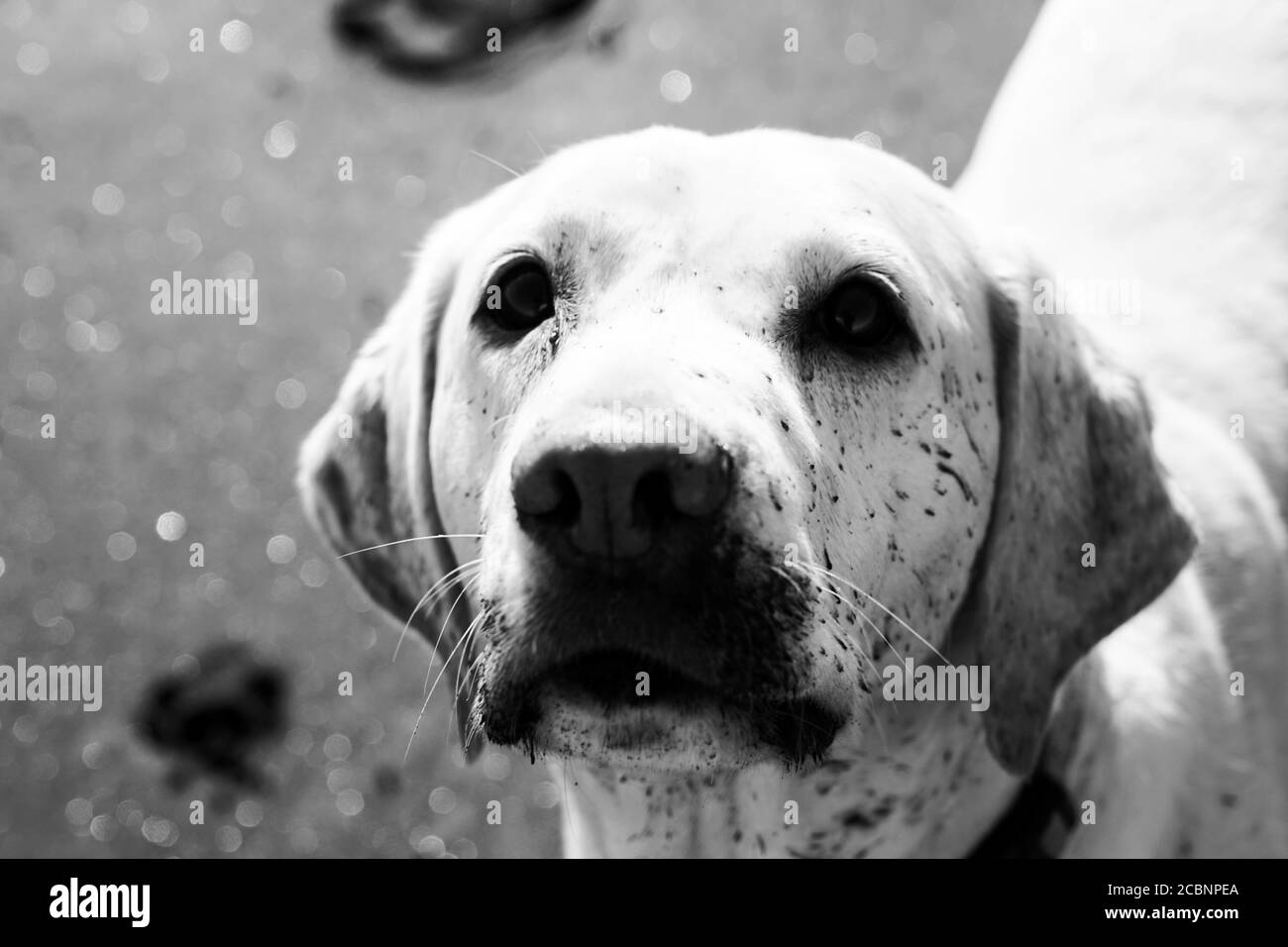Retriever funny Black and White Stock Photos & Images - Alamy