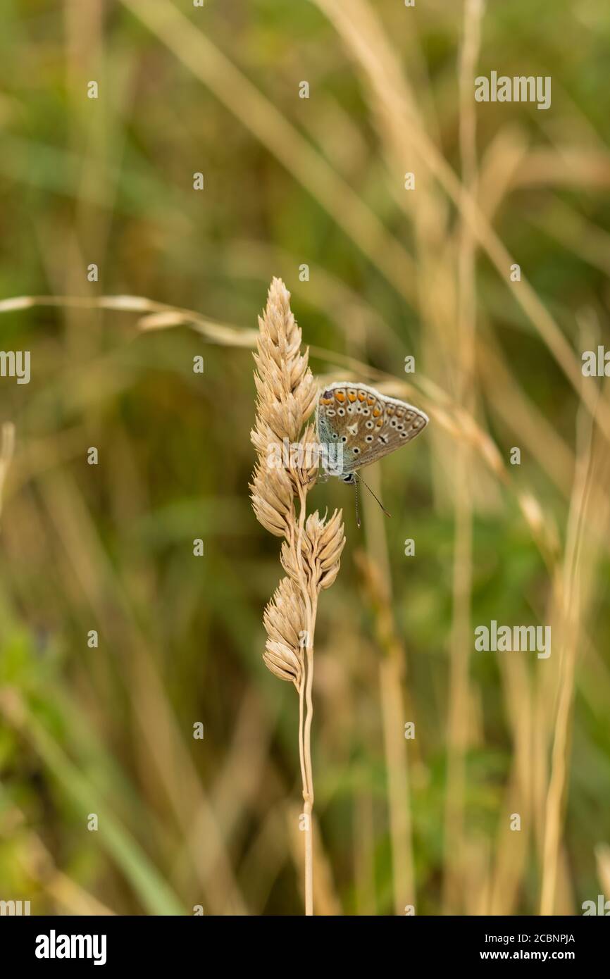 British butterflies on the South Downs of England Stock Photo - Alamy