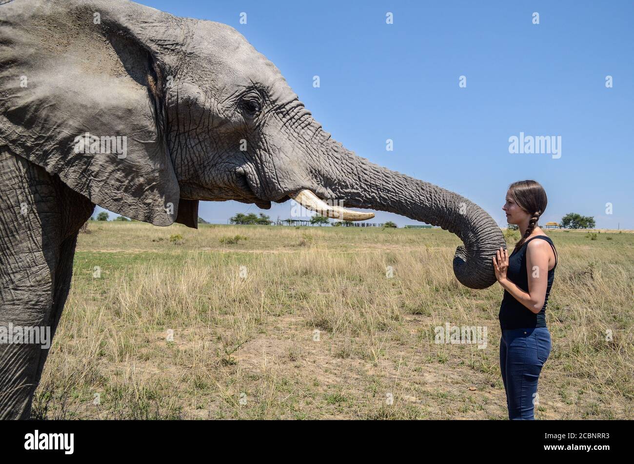 Woman with elephant Stock Photo - Alamy