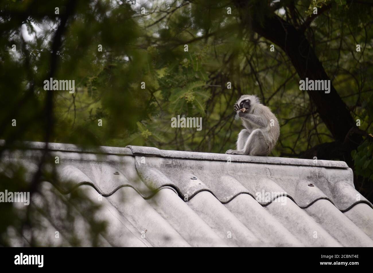 Monkey at roof hi-res stock photography and images - Alamy
