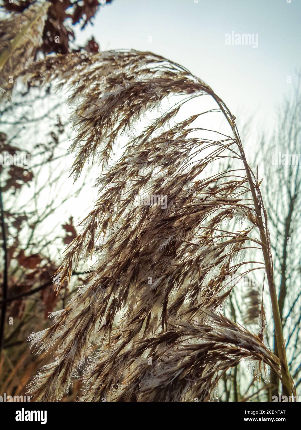 Vertical shot of dried ear reed plants Stock Photo - Alamy