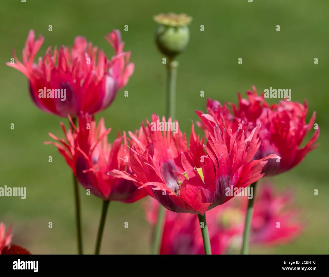 Stunning ornamental fringed red poppies, photographed in an urban ...