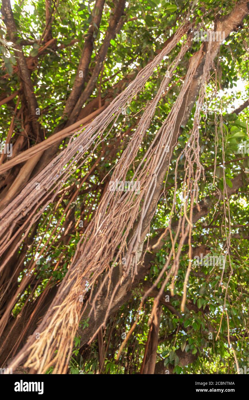 Bottom view palm leaves hi-res stock photography and images - Alamy