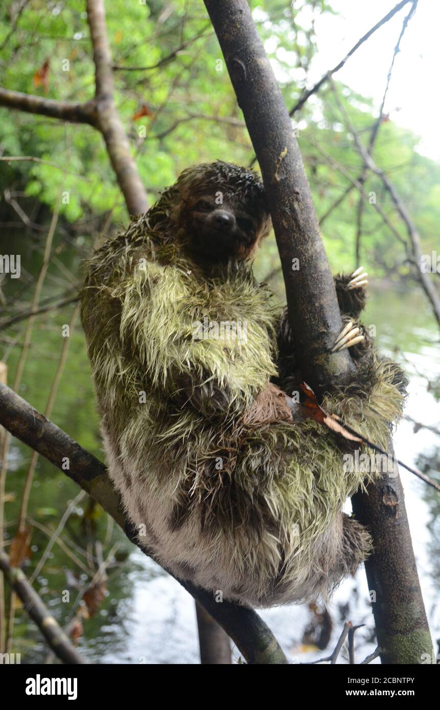 Sloth amazon colombia hi-res stock photography and images - Alamy