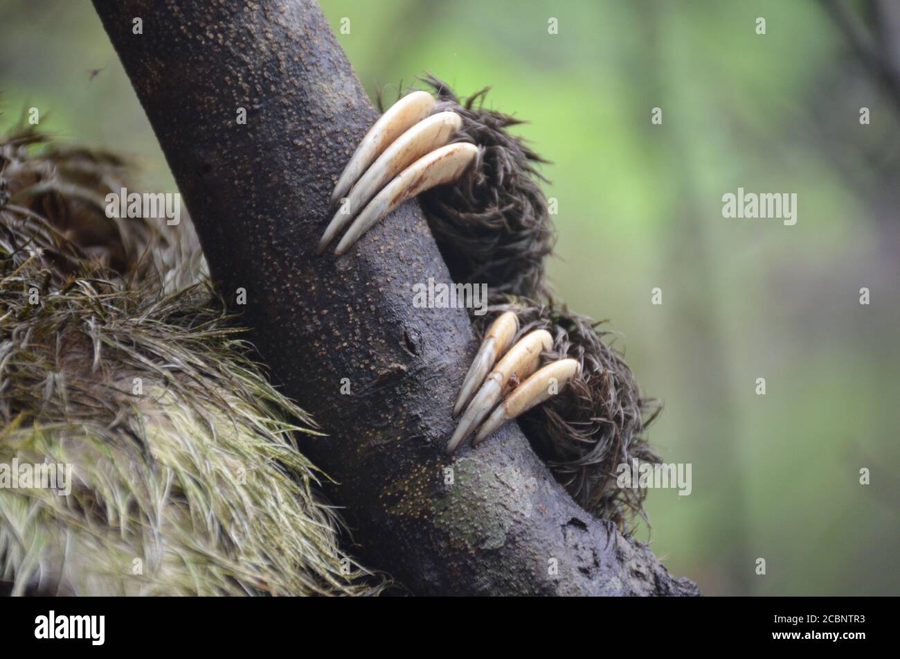 Sloth claws hi-res stock photography and images - Alamy
