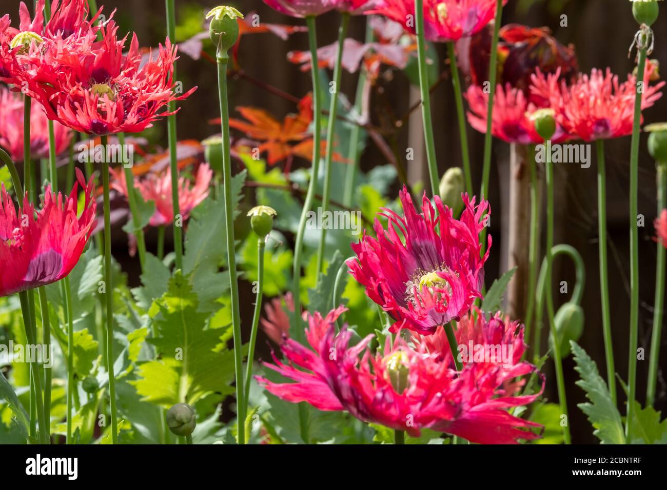 Stunning ornamental fringed red poppies, photographed in an urban ...