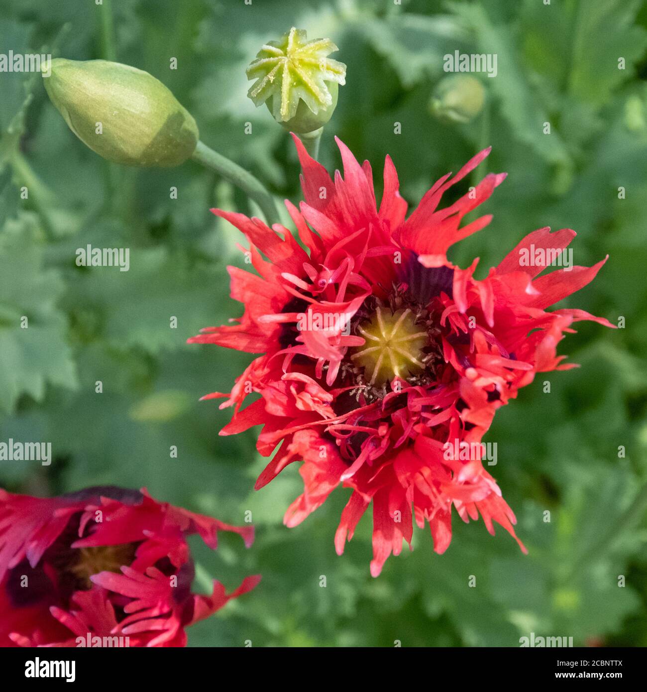Stunning ornamental fringed red poppies, photographed in an urban ...