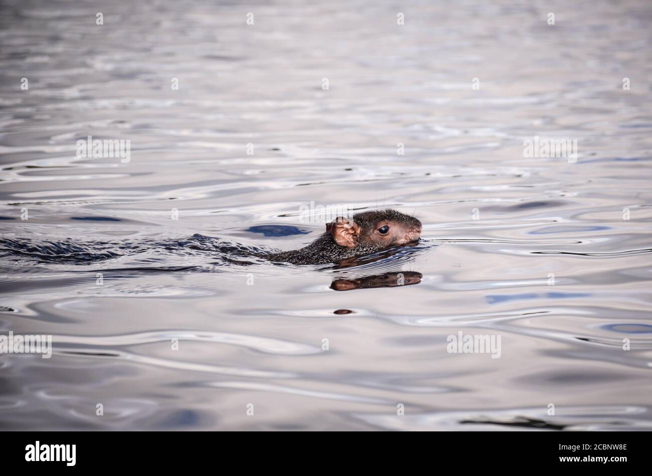 Wild mouse swimming Stock Photo - Alamy