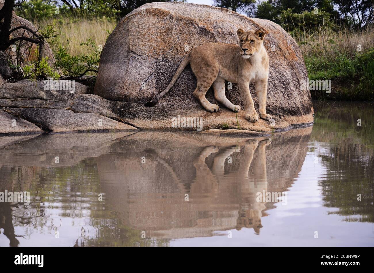 Lion on water pit Stock Photo - Alamy