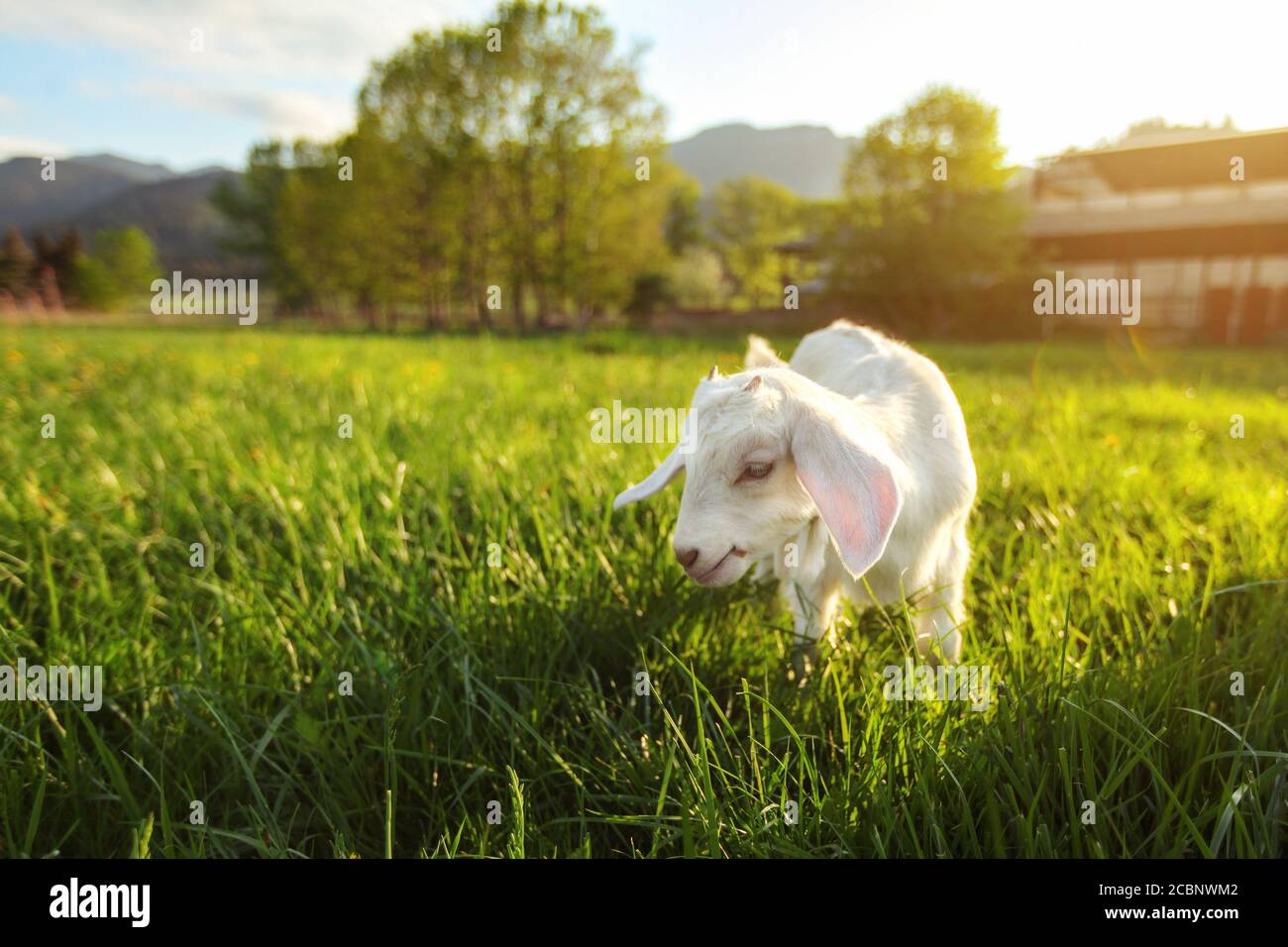 White goat kid grazes on green spring grass meadow, sun back light farm ...