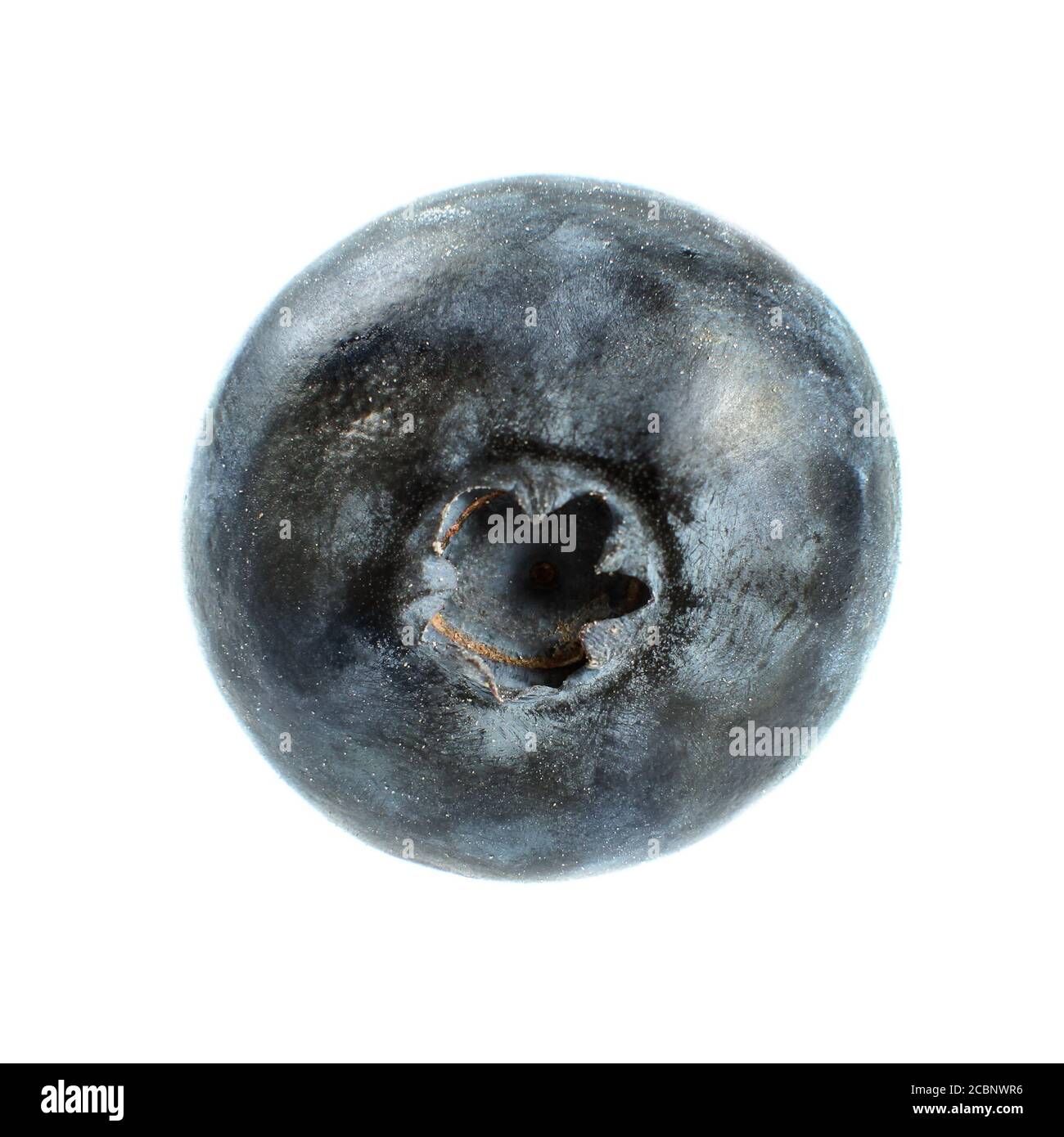 Single blueberry isolated on white background Stock Photo - Alamy
