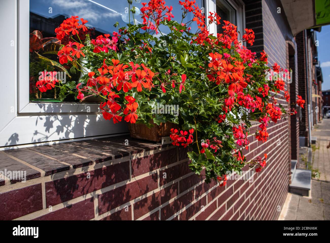 Closeup of beautiful red flowering plants in front of the window of a ...