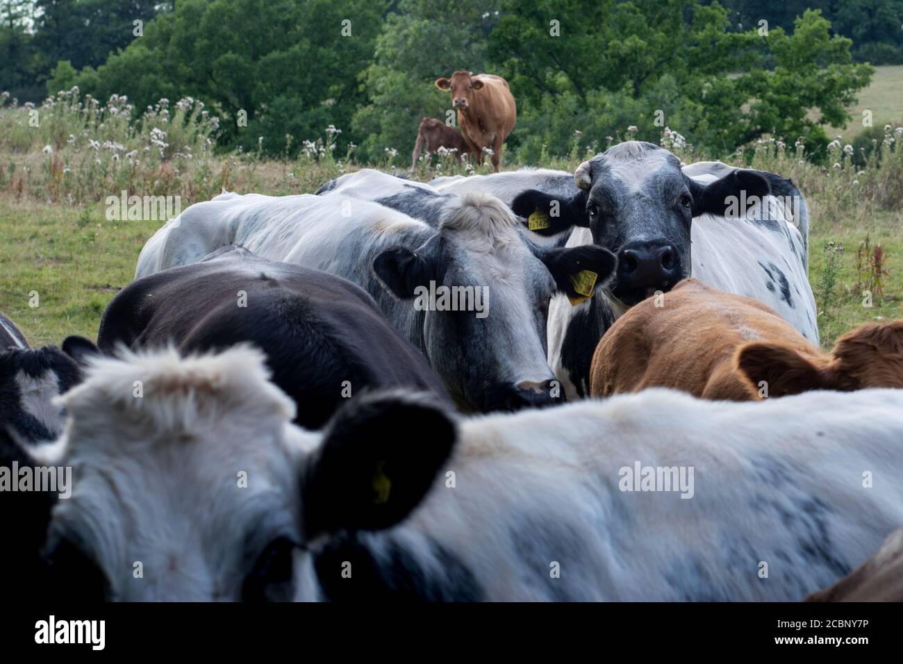 Diary cow hi-res stock photography and images - Alamy