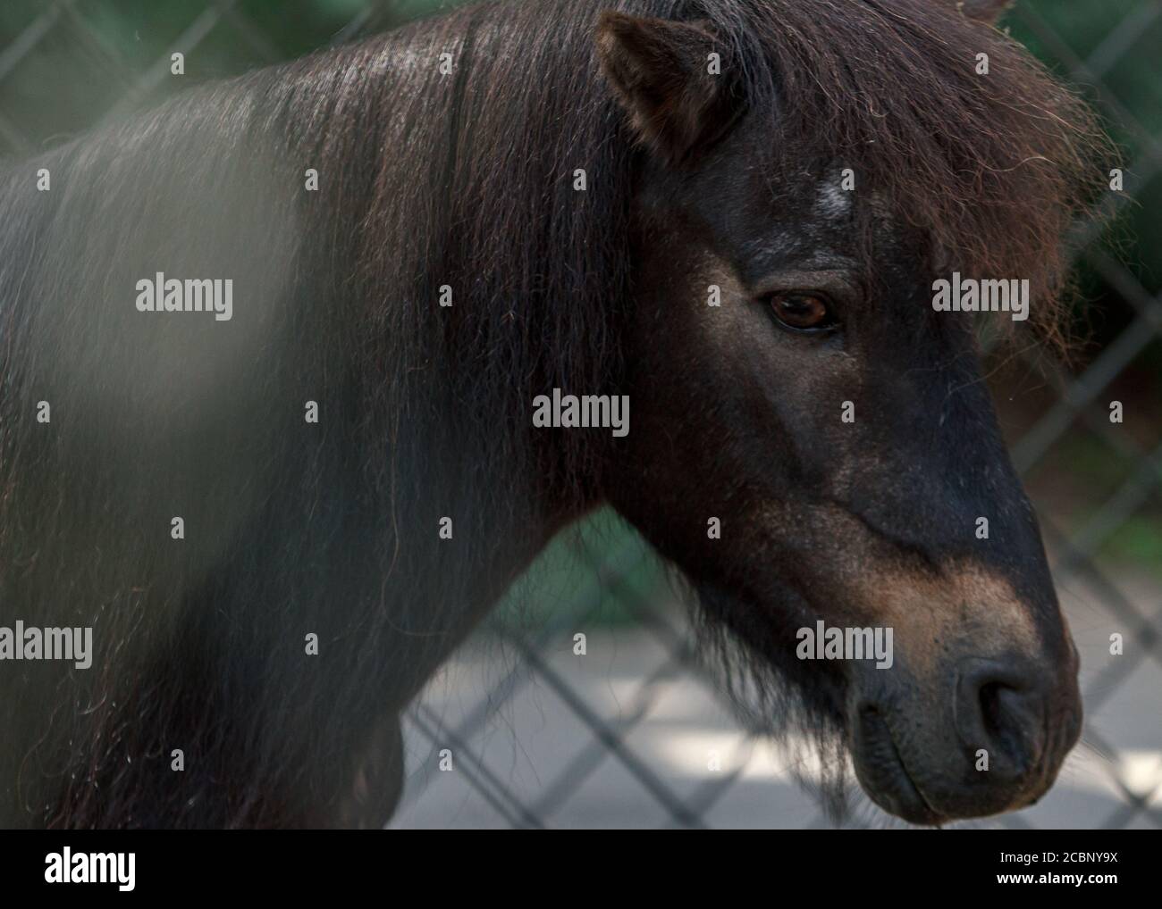 Dark brown pony horse in paddock, animal portrait picture, Riga zoo ...