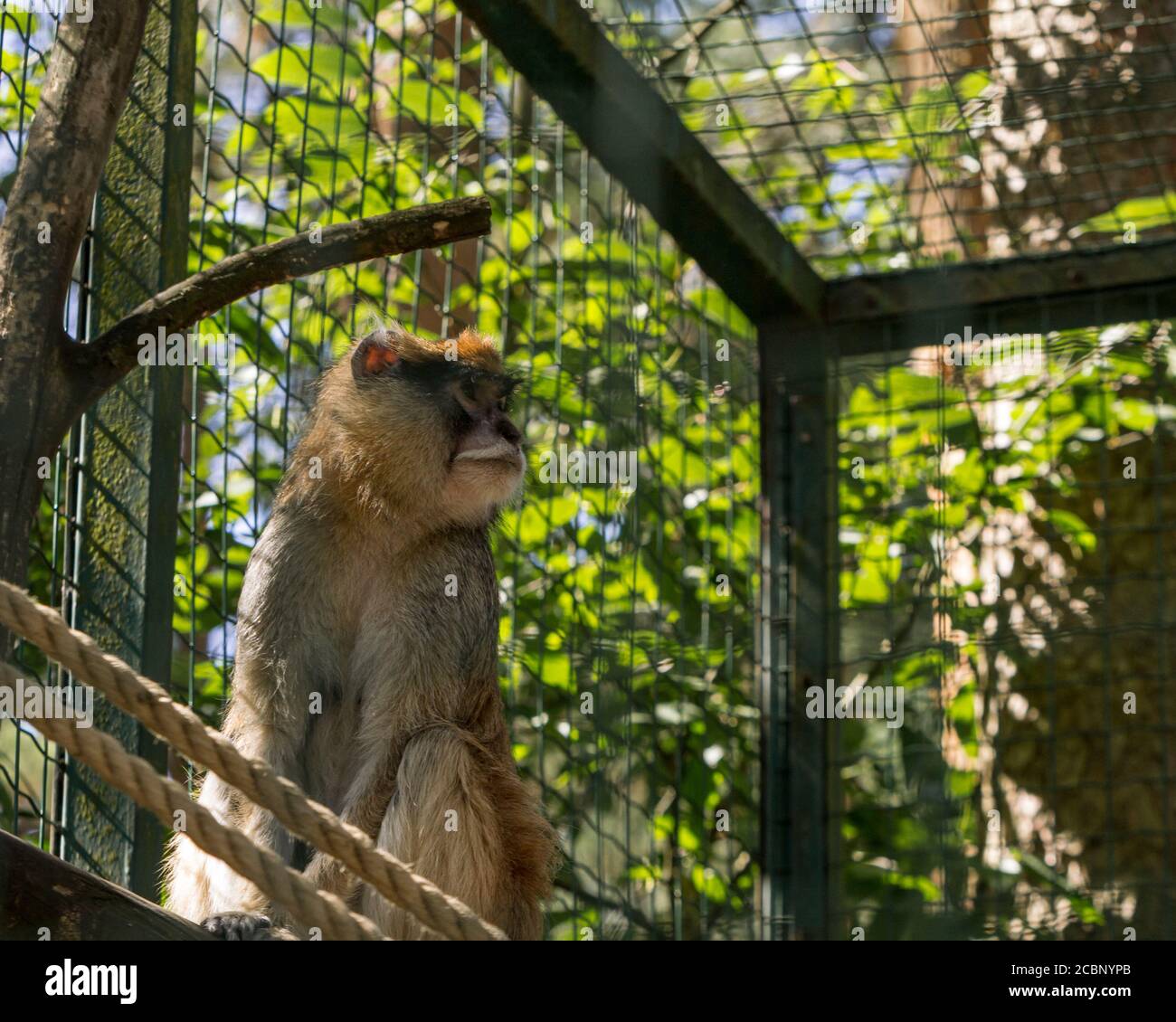 Brown fluffy monkey sitting in cage, Riga zoo animal Stock Photo - Alamy