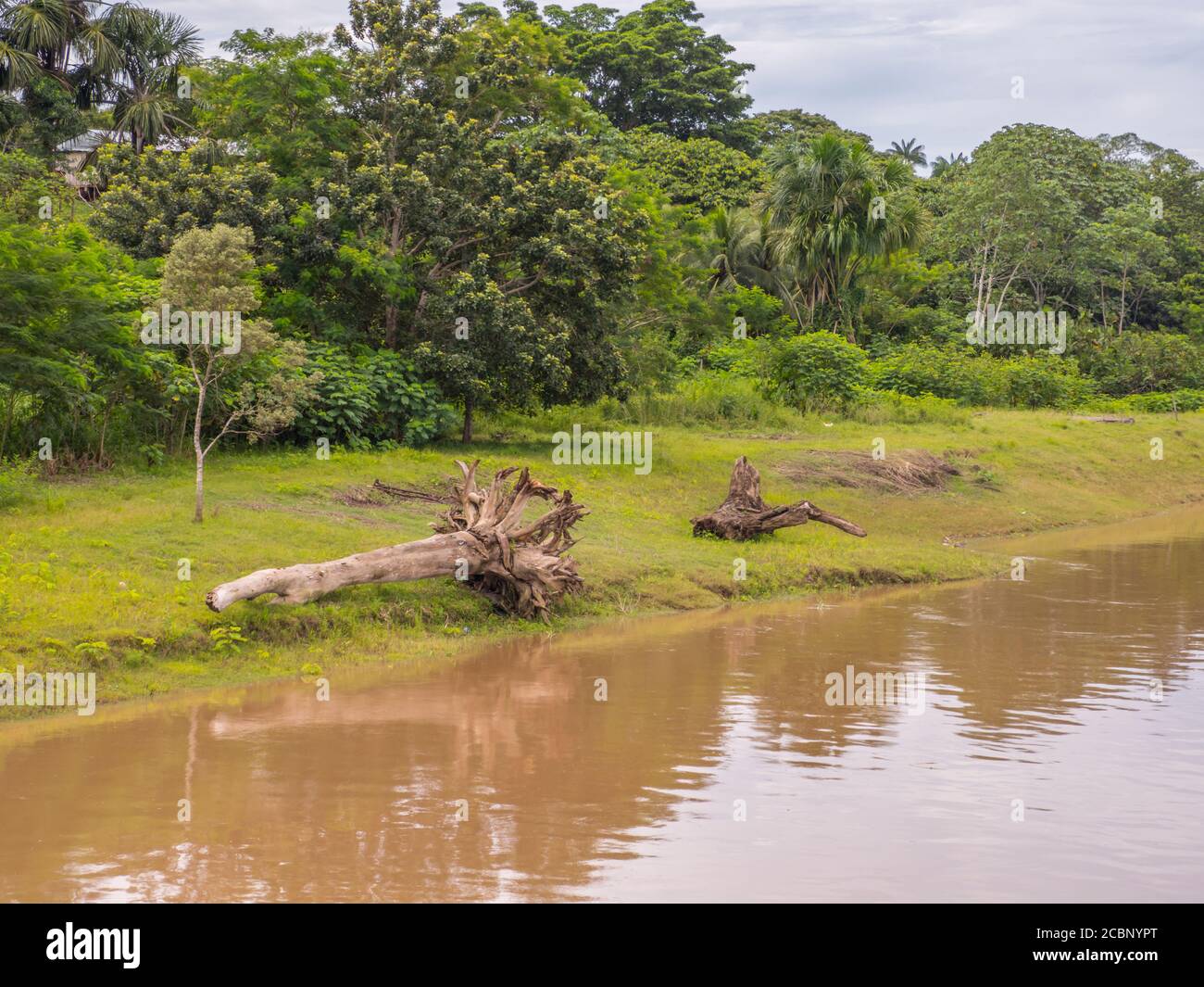 View of the jungle on the bank of the Amazon River, Amazonia. Selva on ...