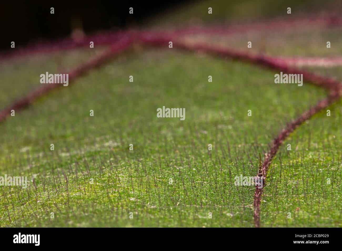 Leaf hairs on a Naranjilla Leaf (Solanum quitoense Stock Photo - Alamy