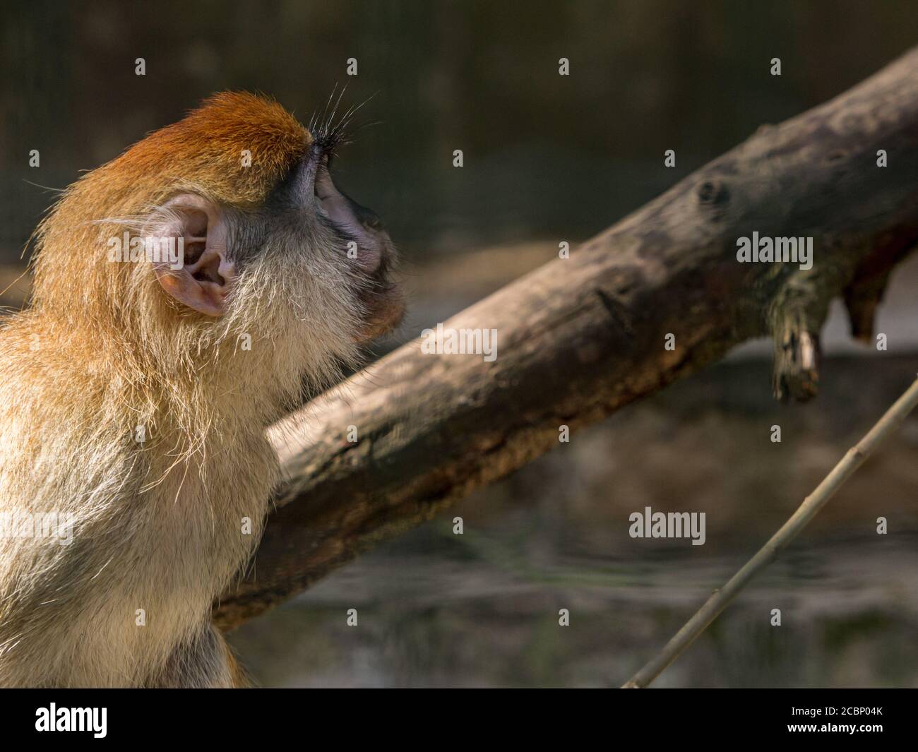 Brown fluffy monkey looking up, portrait picture, Riga zoo animal ...