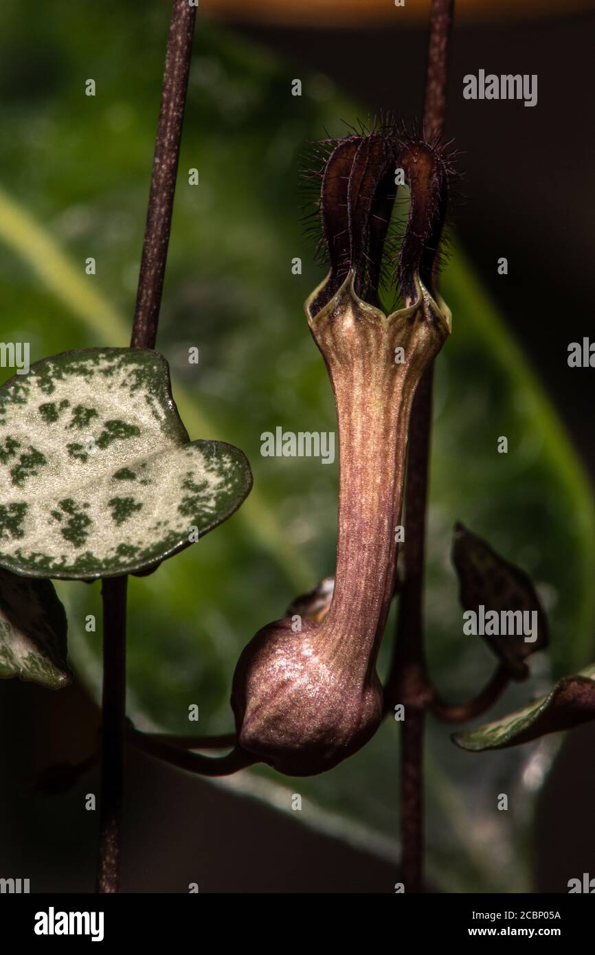 Flower of String of Hearts (Ceropegia woodii Stock Photo - Alamy