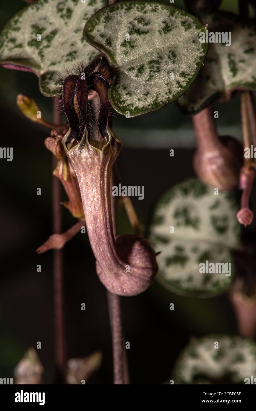 Flower of String of Hearts (Ceropegia woodii Stock Photo - Alamy