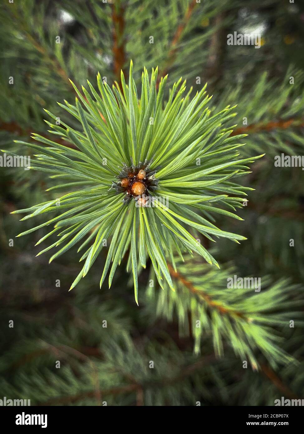 Top view of a pine needle Stock Photo - Alamy