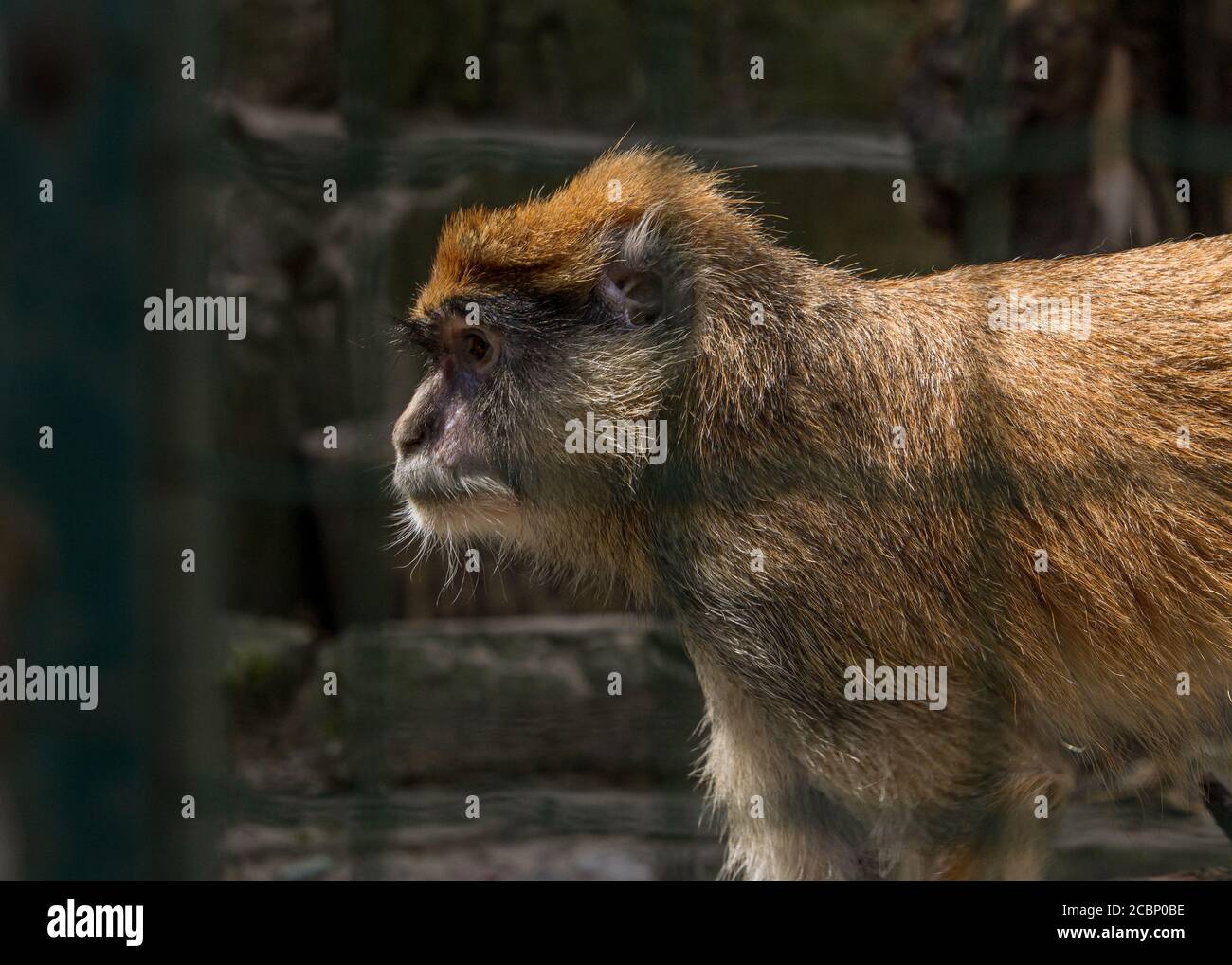 Brown fluffy monkey in cage going, Riga zoo animal primate Stock Photo ...