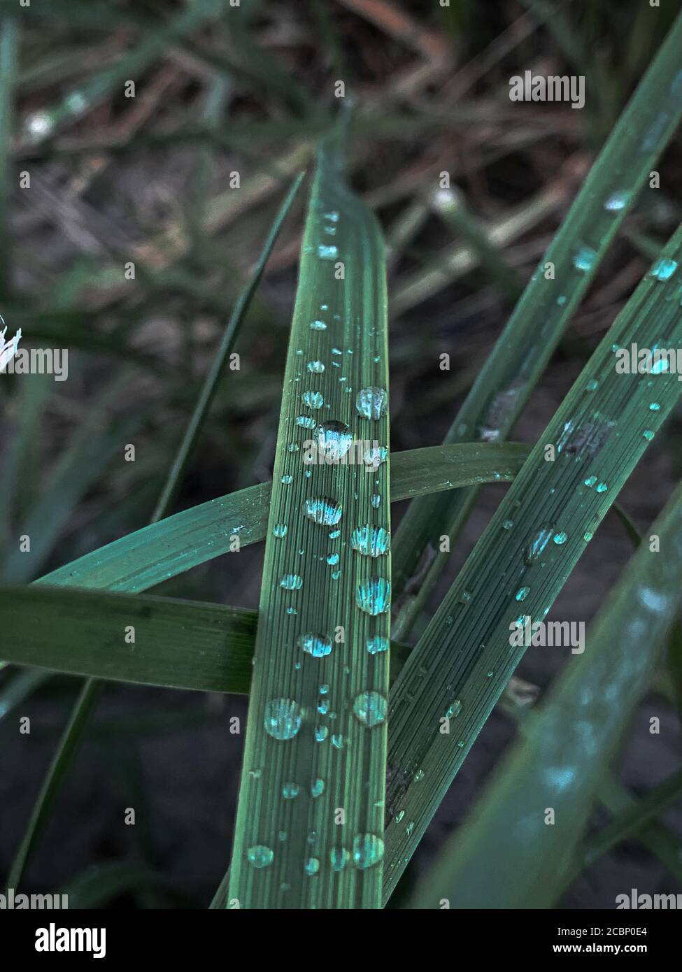 Macro shot of a wet grass texture Stock Photo - Alamy