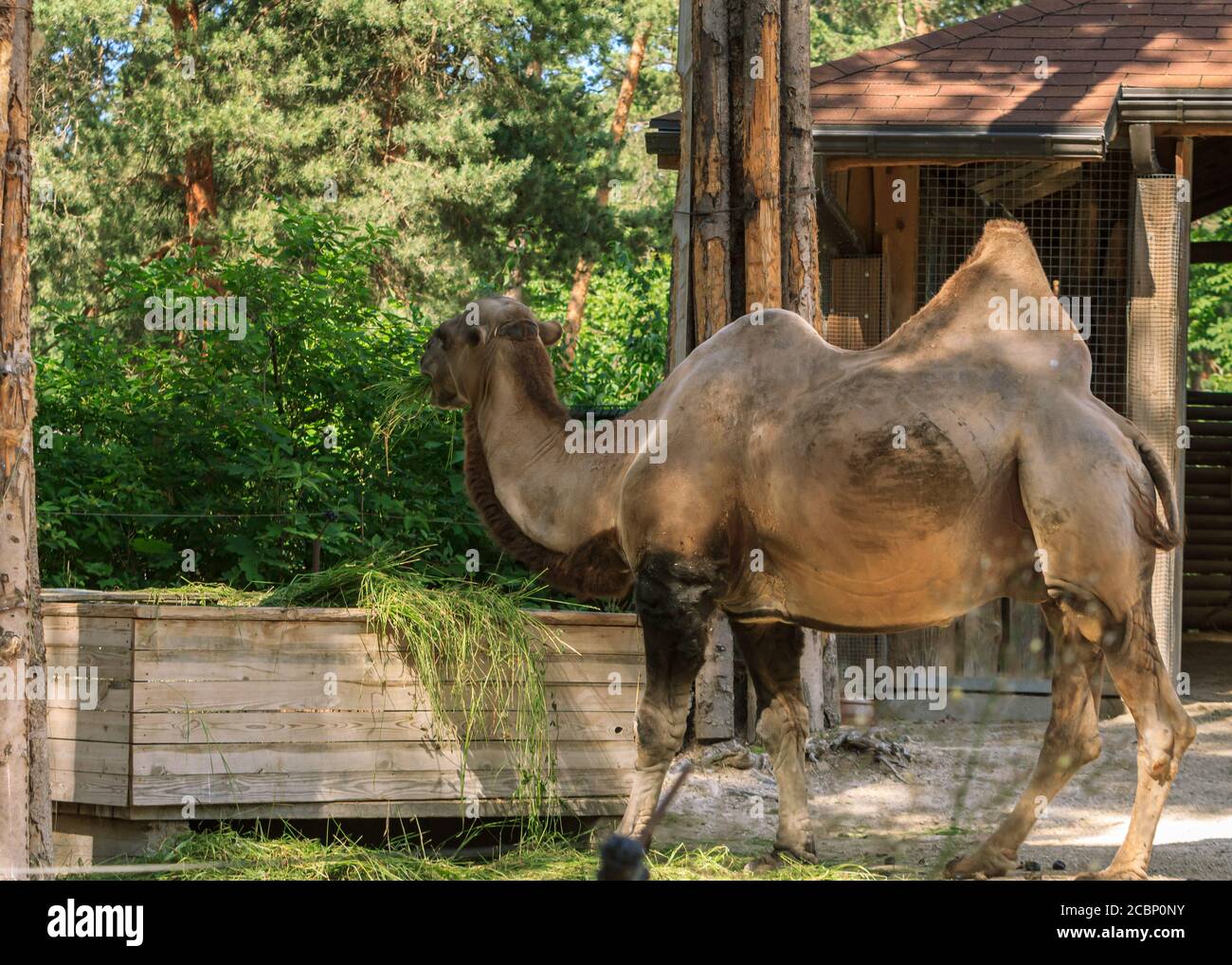 Humpback brown zoo camel eating green grass, Riga zoo animal Stock ...