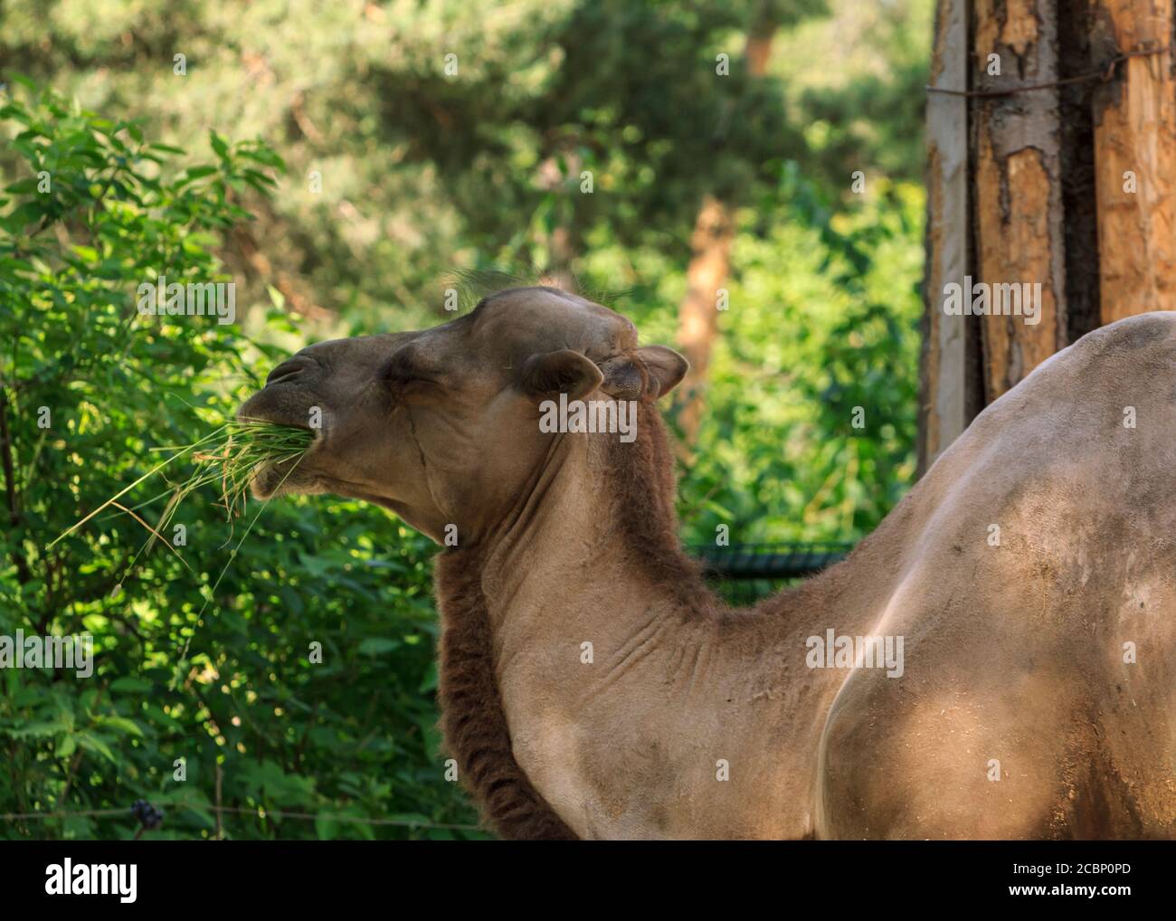 Humpback brown zoo camel eating green grass, Riga zoo animal Stock ...