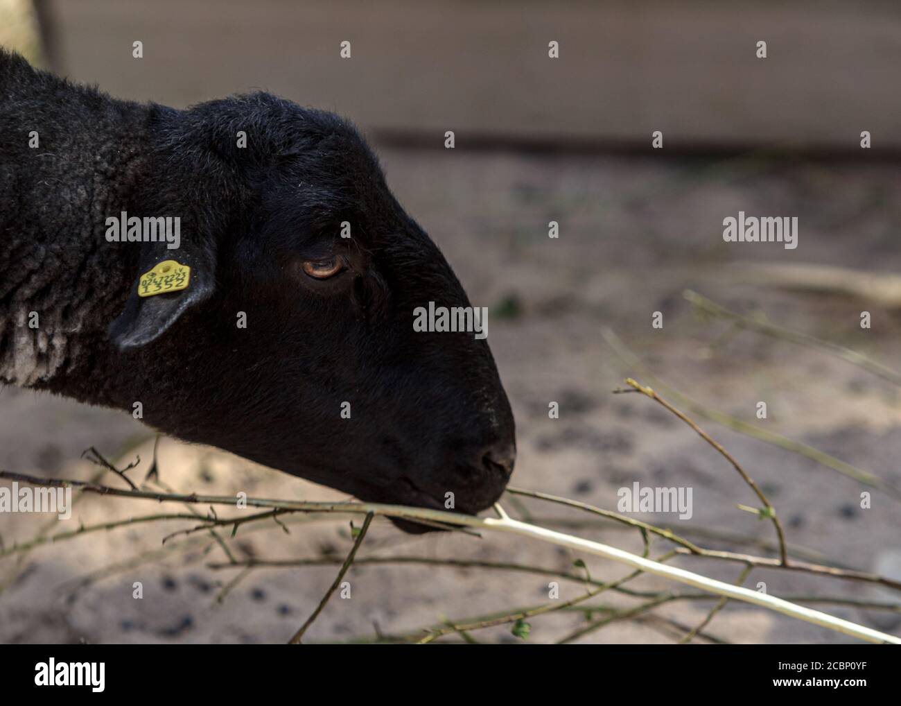 Black wool heal sheep eating in Riga zoo house Stock Photo - Alamy