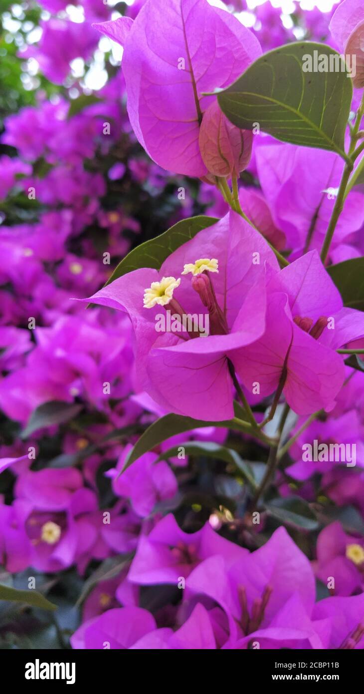 Vertical shot of blooming Camelina flowers in the greenery Stock Photo ...
