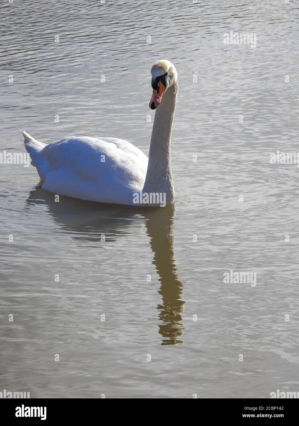 Vertical shot of a beautiful white swan swimming in the lake Stock ...