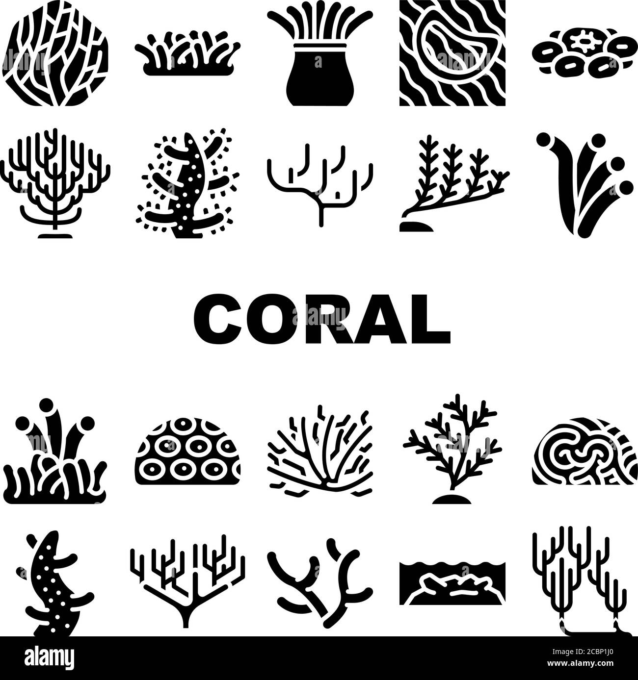 Coral Vector