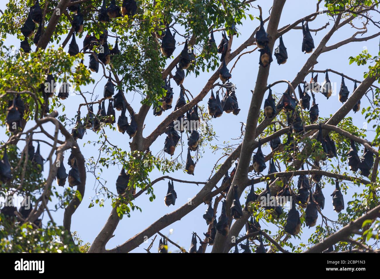 Black and brown flying Foxes or mega-bats hanging on trees Stock Photo ...