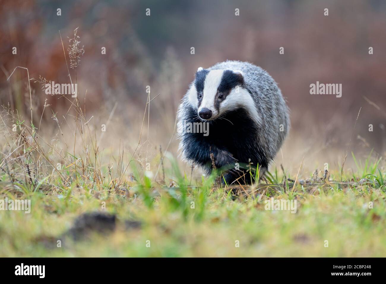 Running badger on green grass from the front view. Closeup detail to ...