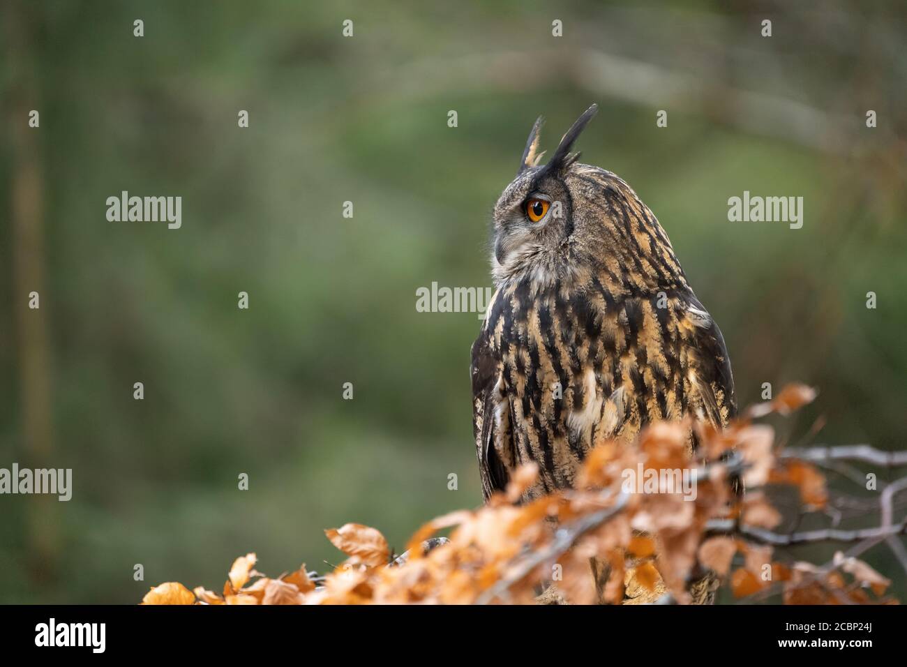 Eurasian eagle-owl on the right side, looking left with copy space for ...