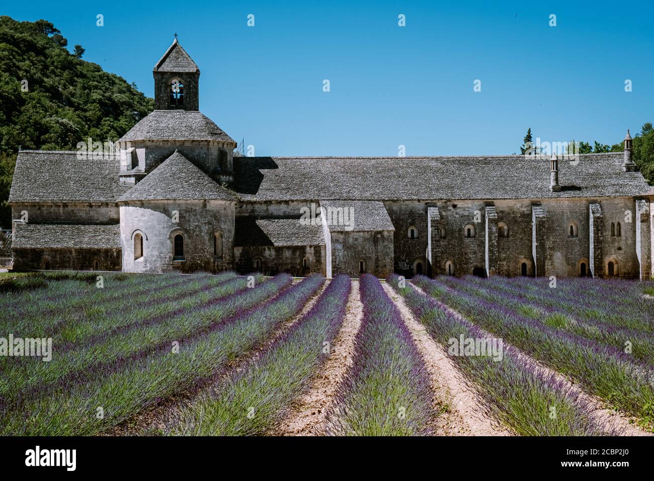 Blooming purple lavender fields at Senanque monastery, Provence ...