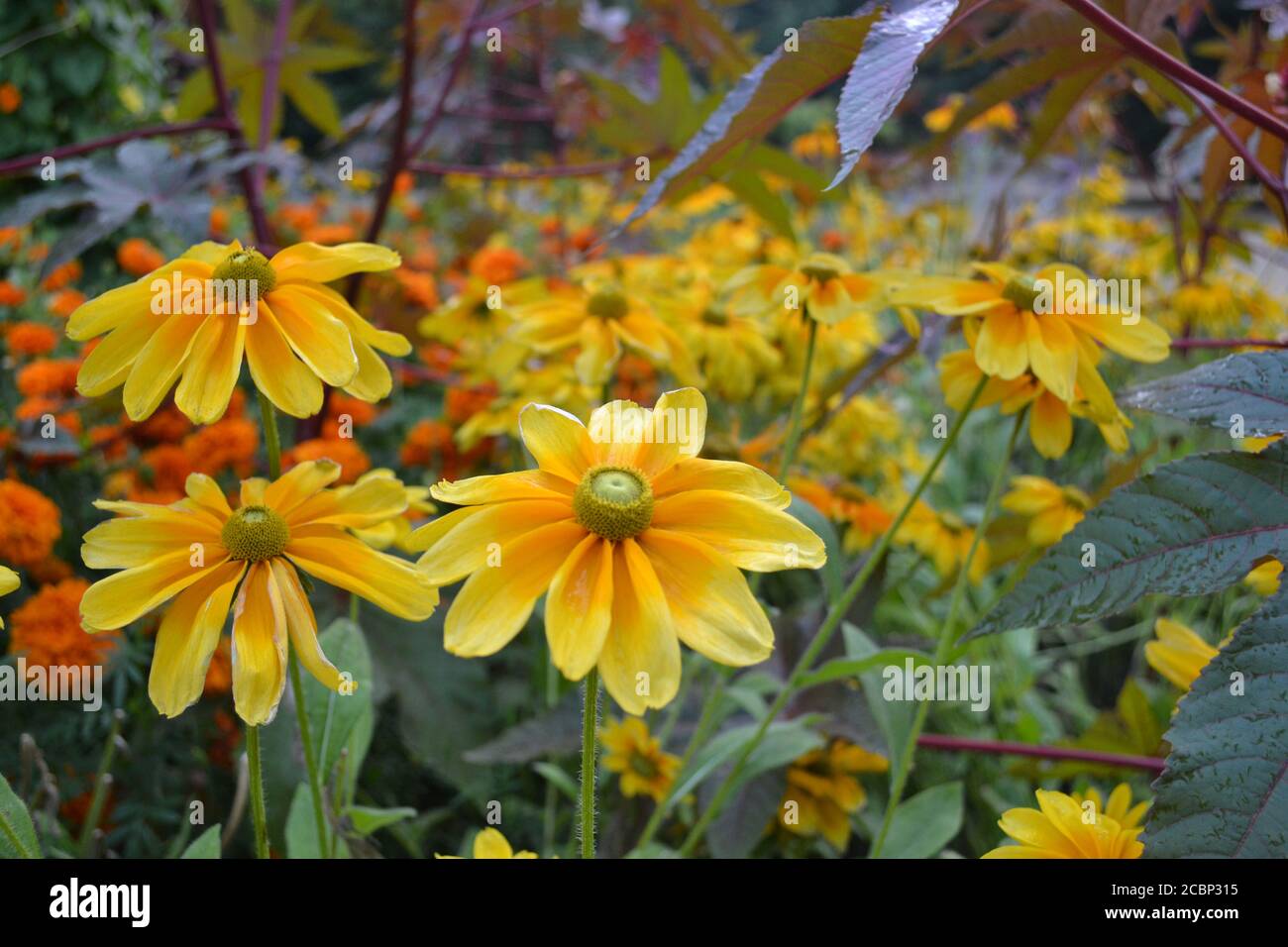 Rudbeckia Irish Eyes Flowers In August At Greenwich Park Flower Garden On A Cloudy Summer rudbeckia-irish-eyes-flowers-in-august-at-greenwich-park-flower-garden-on-a-cloudy-summer