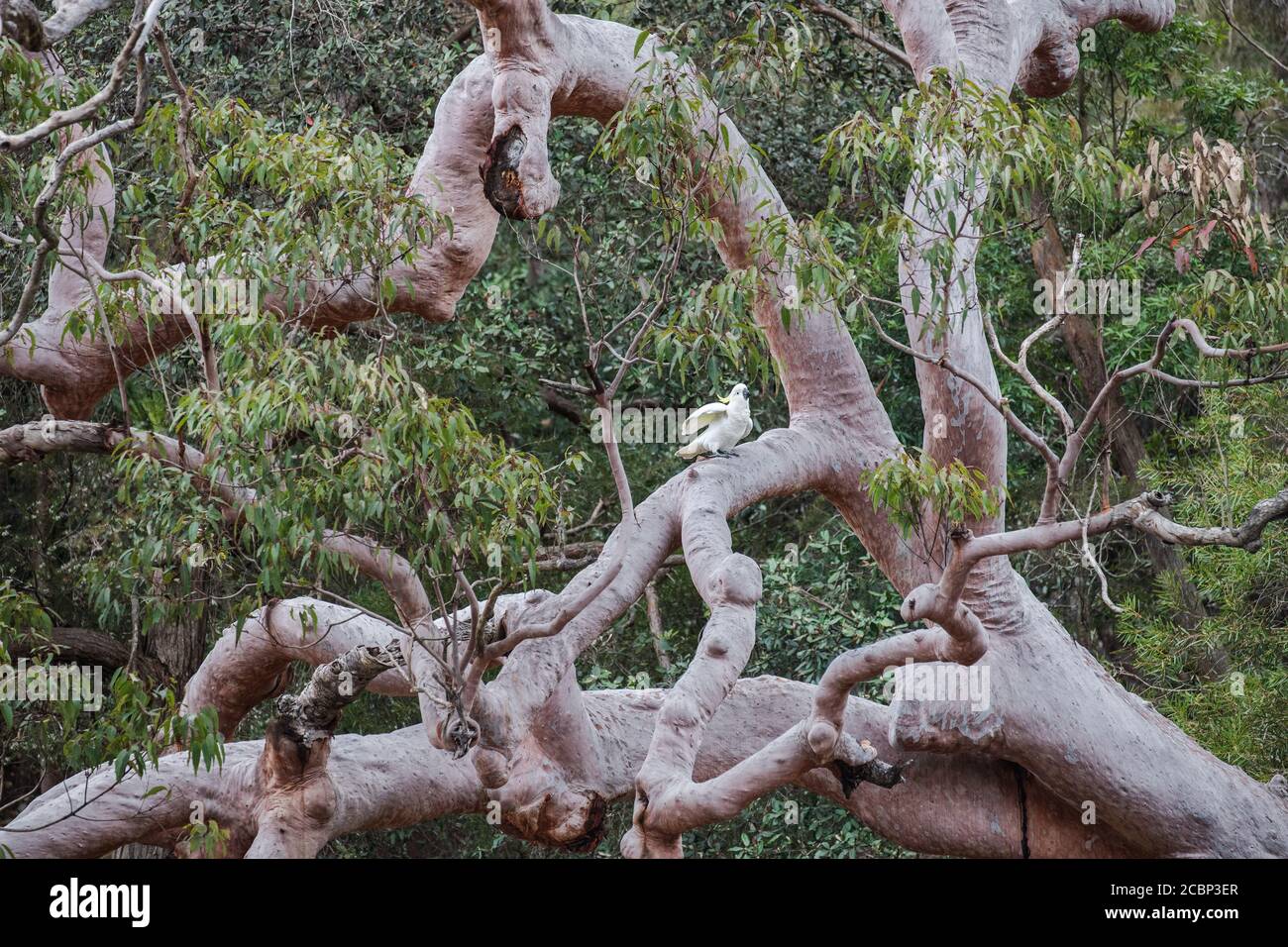 Sydney red gum hi-res stock photography and images - Alamy