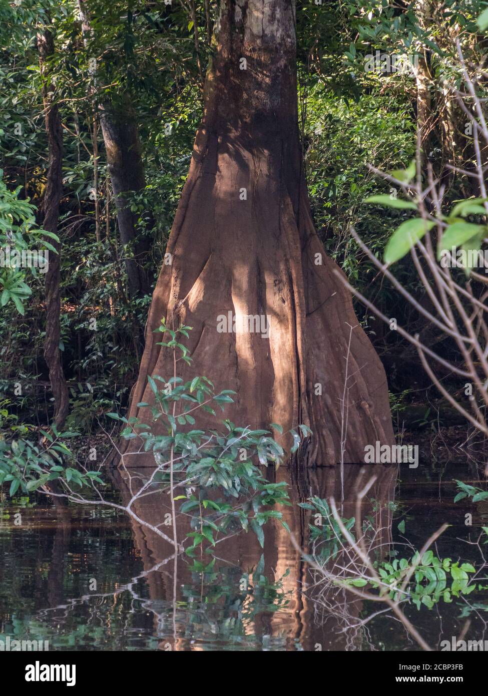 Huge trees standing in the water in the jungle floodplain. Sunbeams and ...