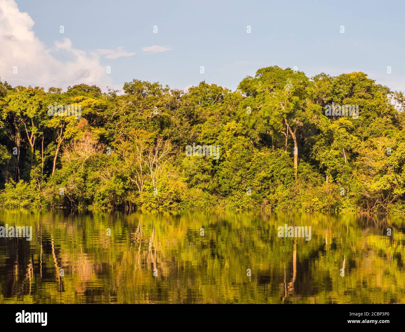 View of lagoon near the Javari River, the tributary of the Amazon River ...