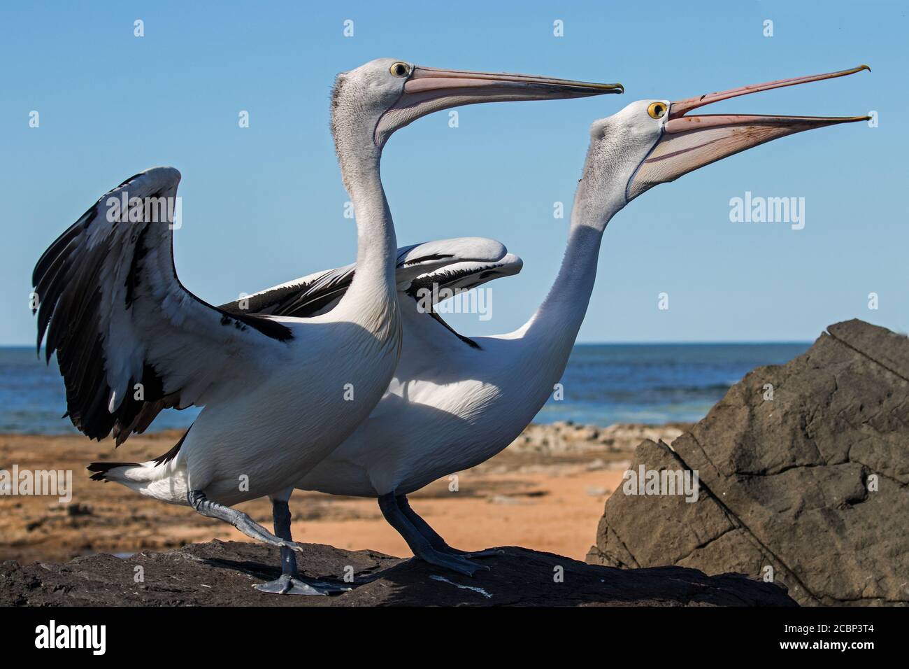 Australian Pelicans with wings open Stock Photo - Alamy