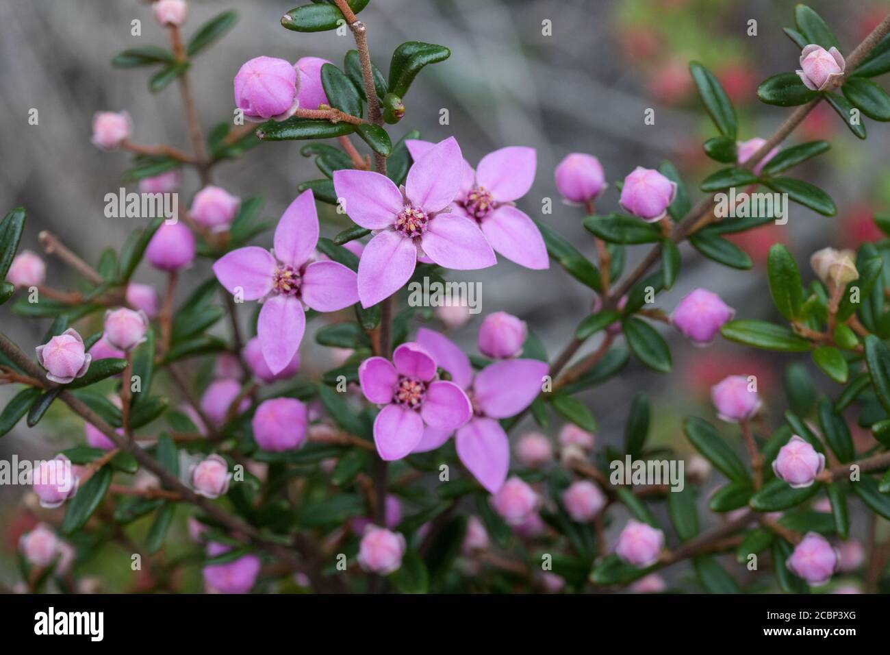 Boronia hi-res stock photography and images - Alamy