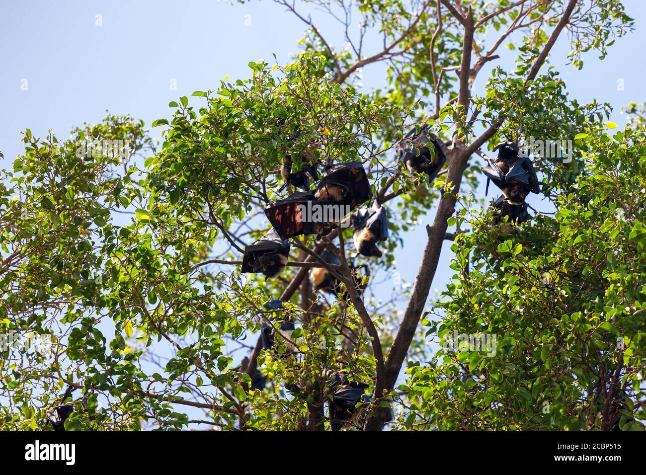 Fruitbat hi-res stock photography and images - Alamy