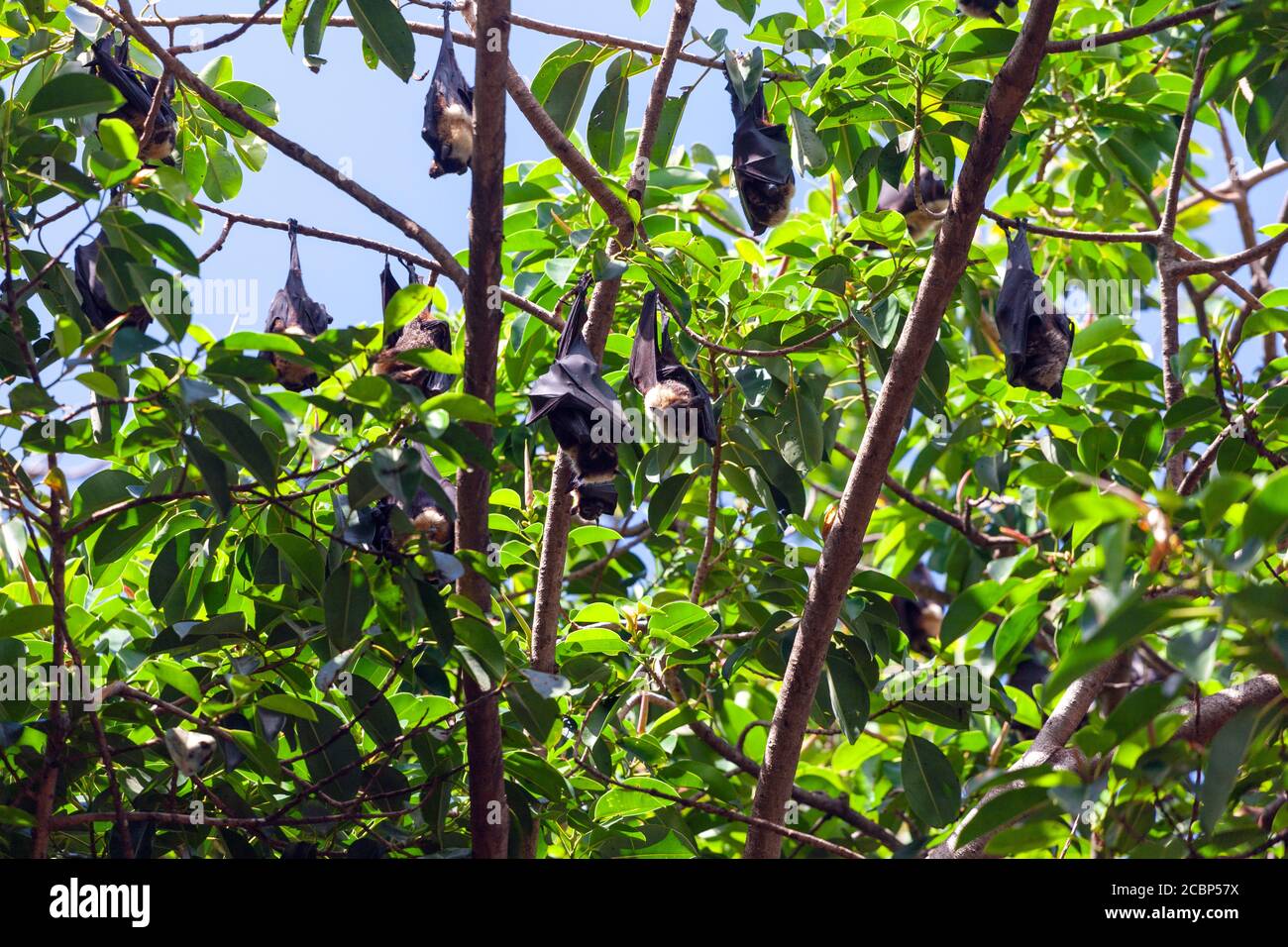 Flying foxes in a tree hi-res stock photography and images - Alamy
