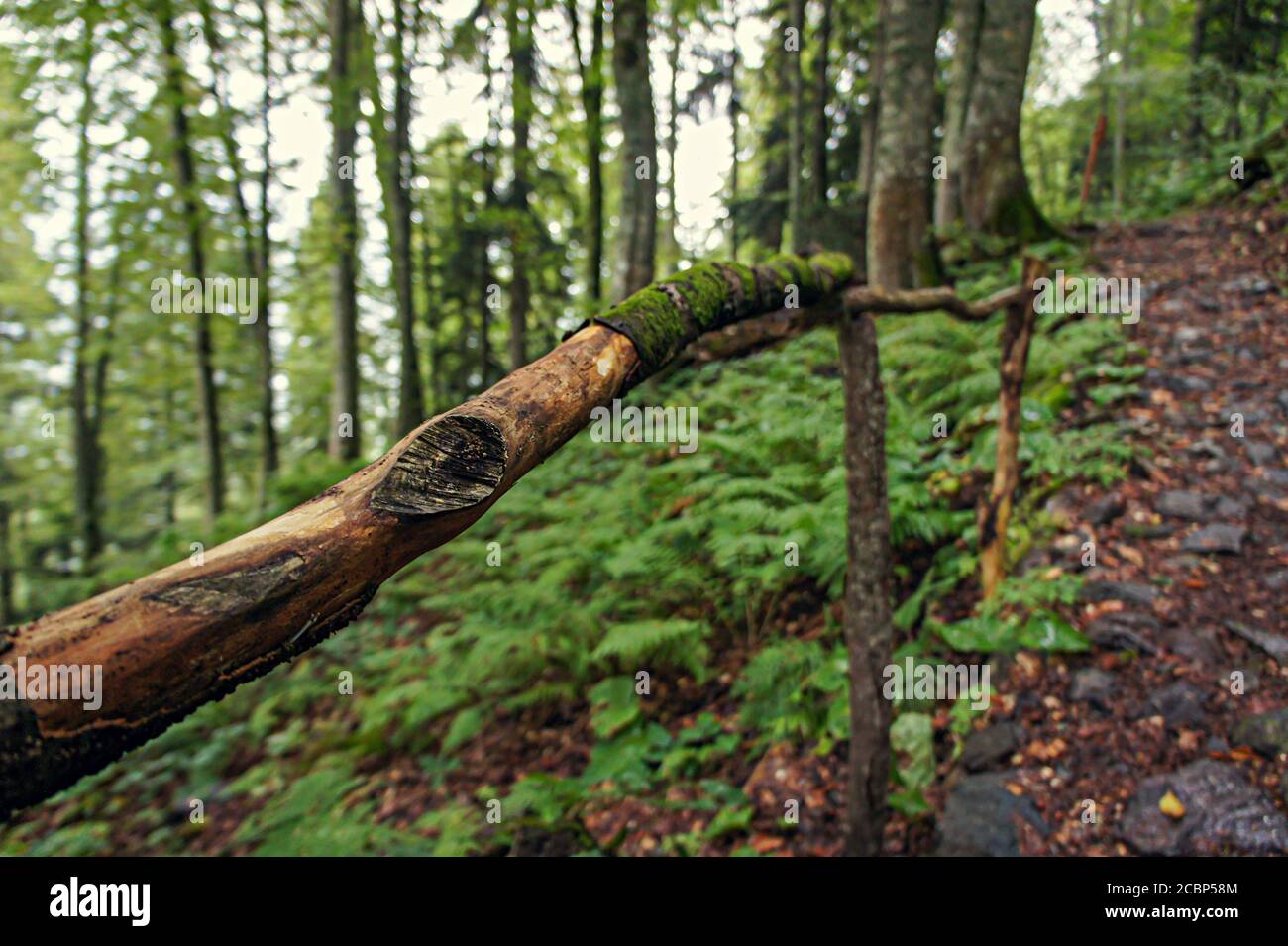 Handmade wooden railing in green forest Stock Photo - Alamy